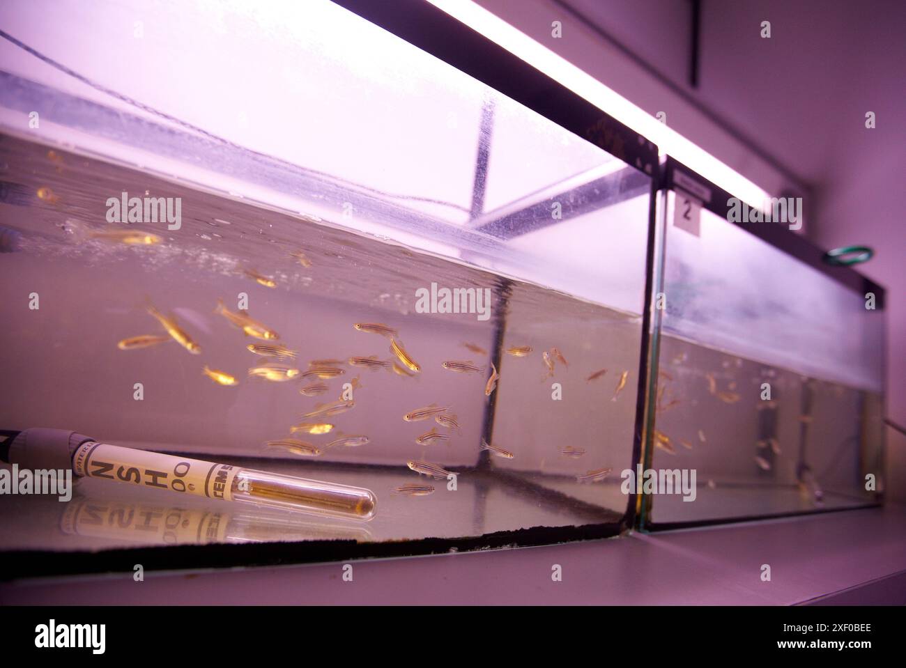 Aquarium for zebrafish, aquatic habitats, ecotoxicity and biocide test ...