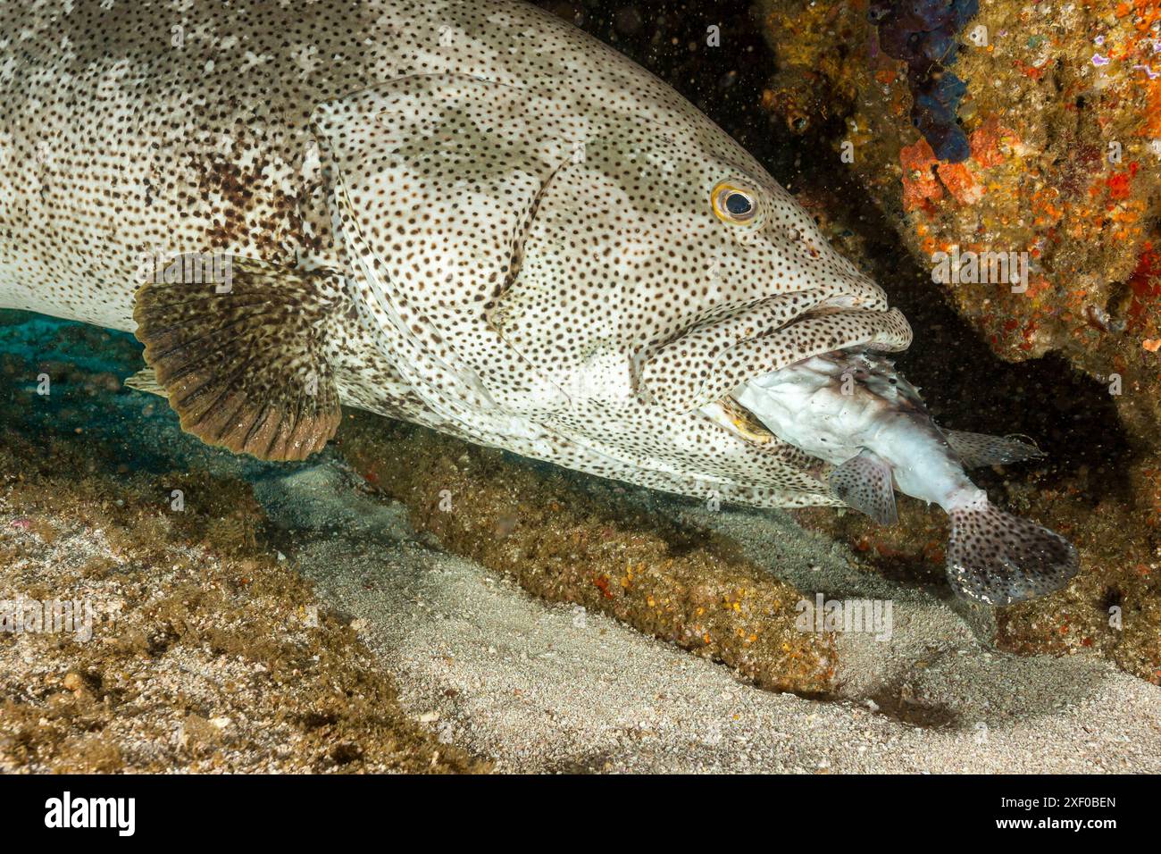 Big fish eat small fish hi-res stock photography and images - Alamy