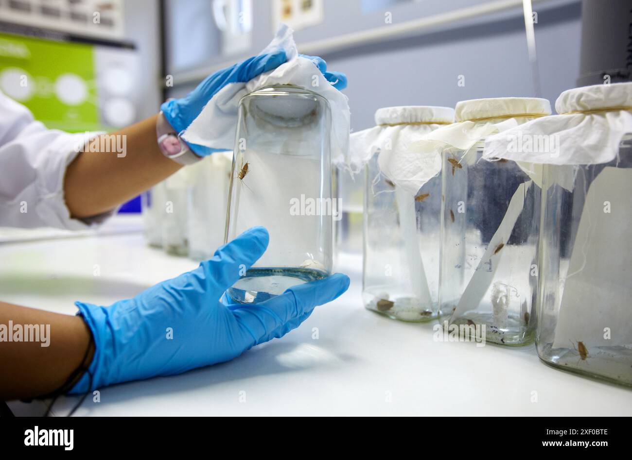 Insects growth chamber, wood damage, urban pests, Technology Research ...