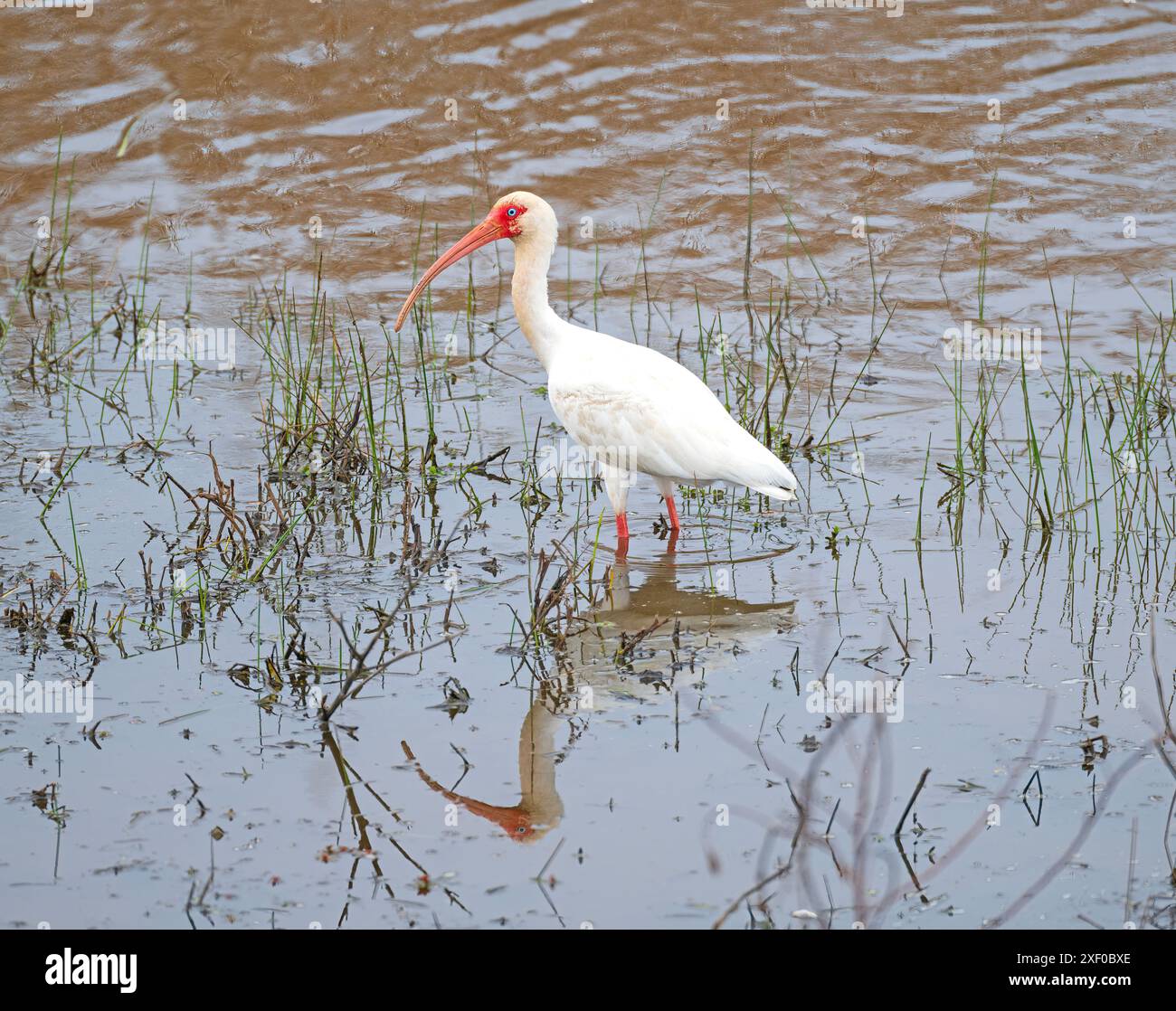 White Ibis Searching For Food in the Anahuac National Wildlife Refuge ...