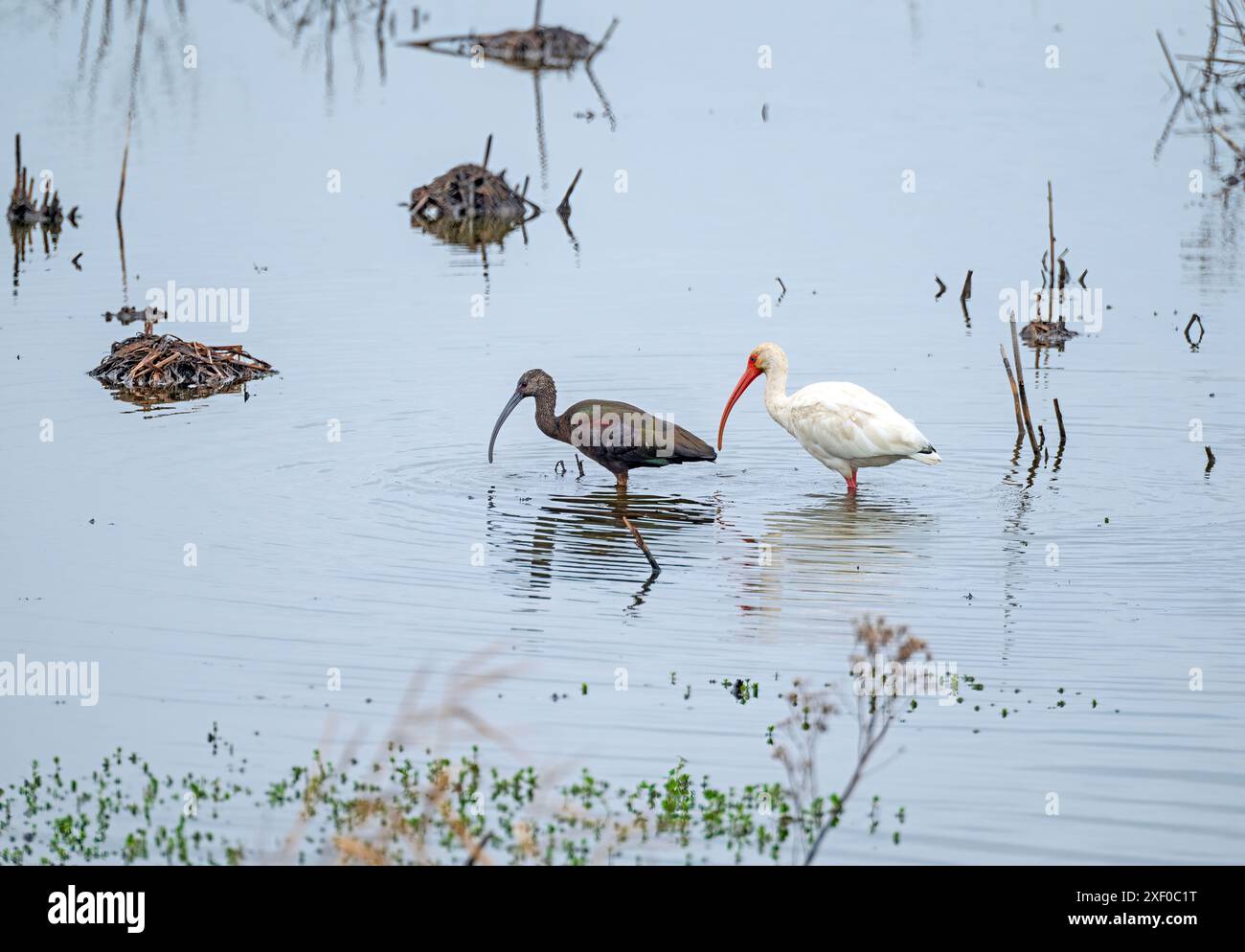 Two Species of Ibis Together in a Wetland in the Anahuac National ...