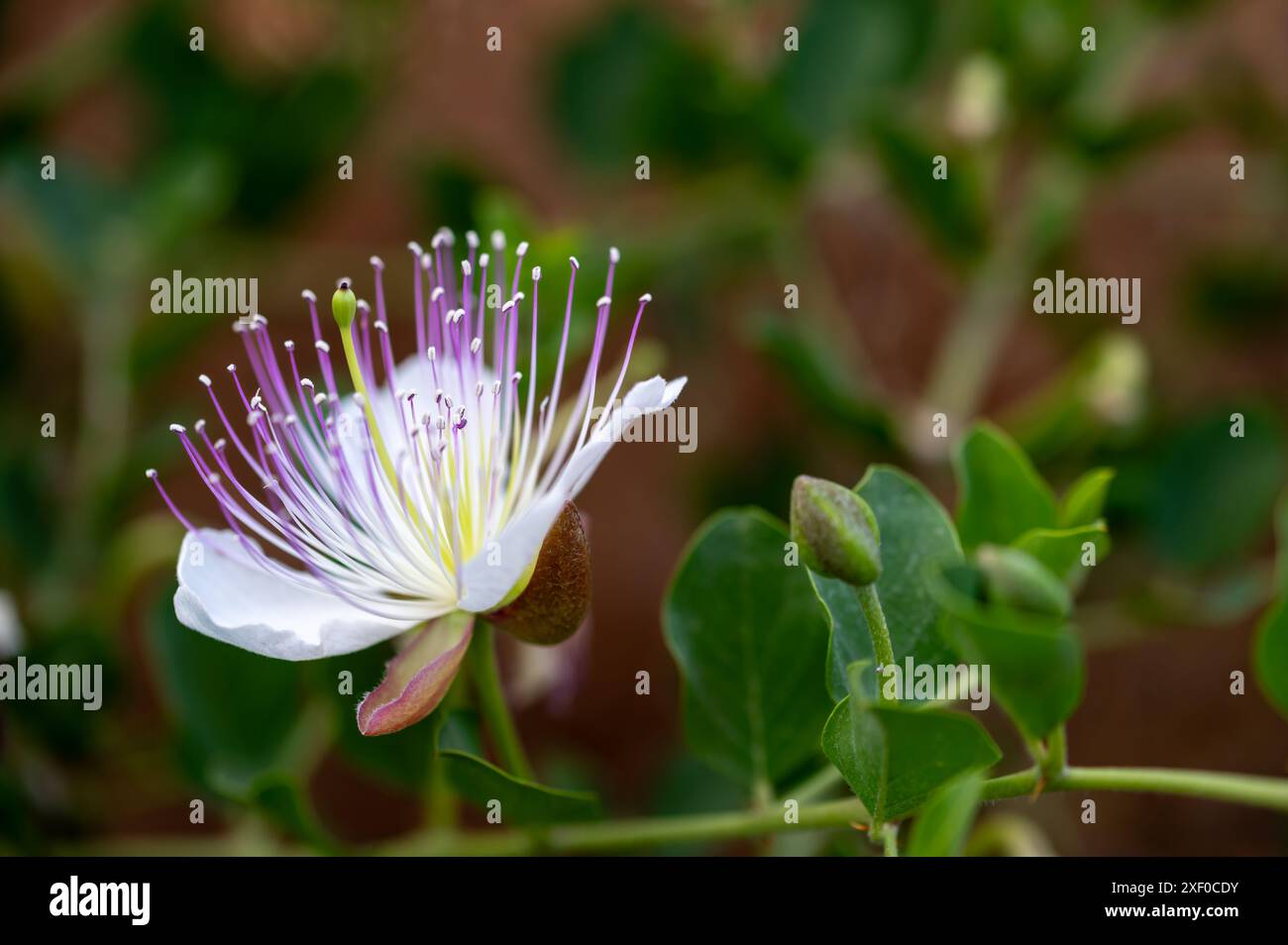 Caper plant flower hi-res stock photography and images - Alamy