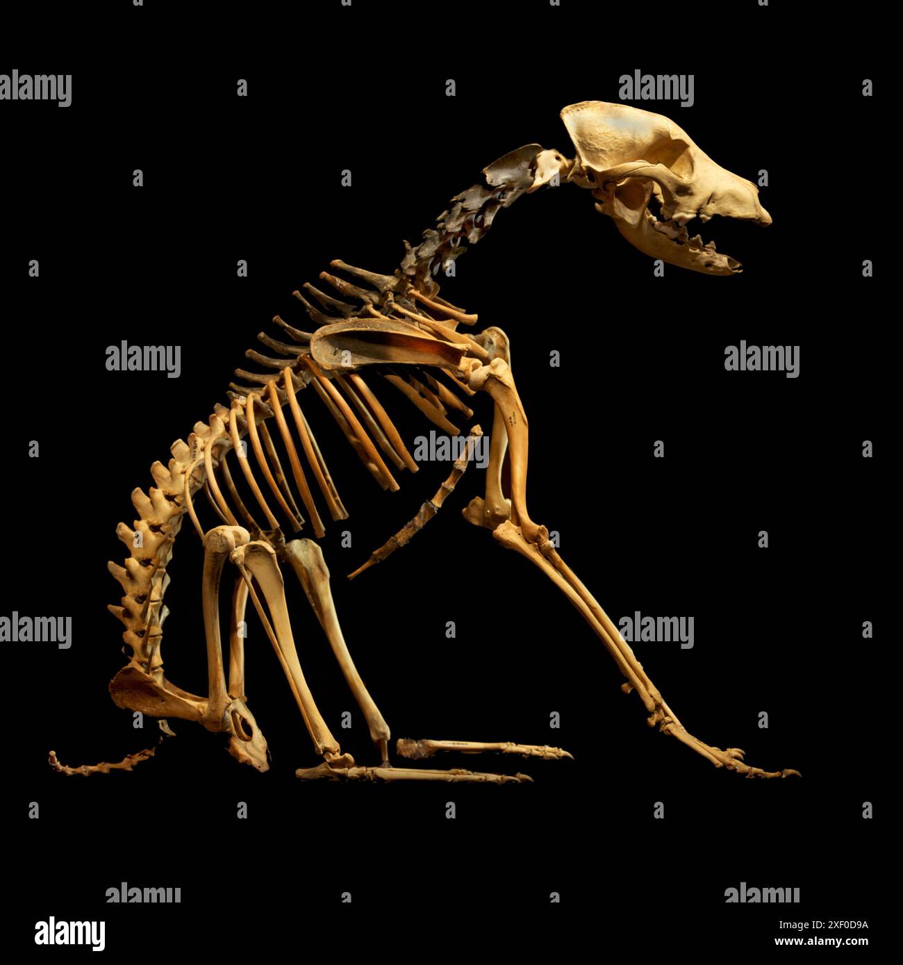 The skeleton of a dog, the breed of which no longer exists, but is ...