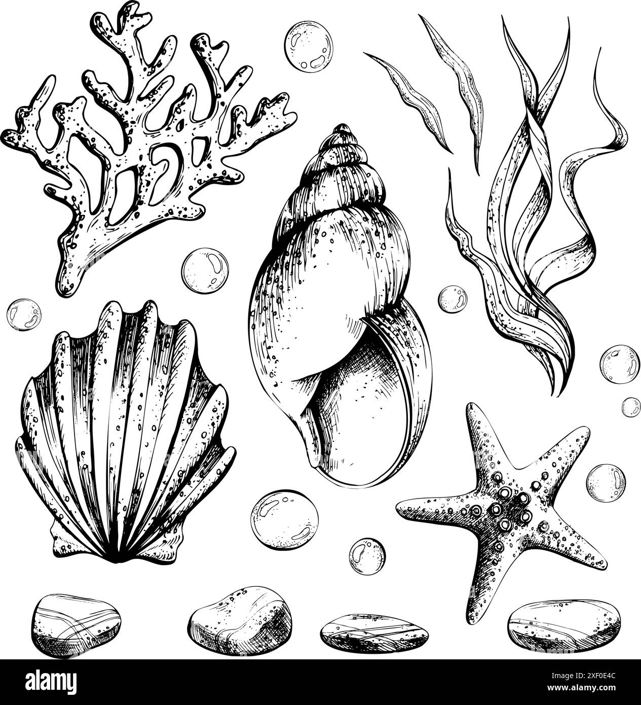 Shells, pebbles, corals, starfish, algae and bubbles. Marine ...