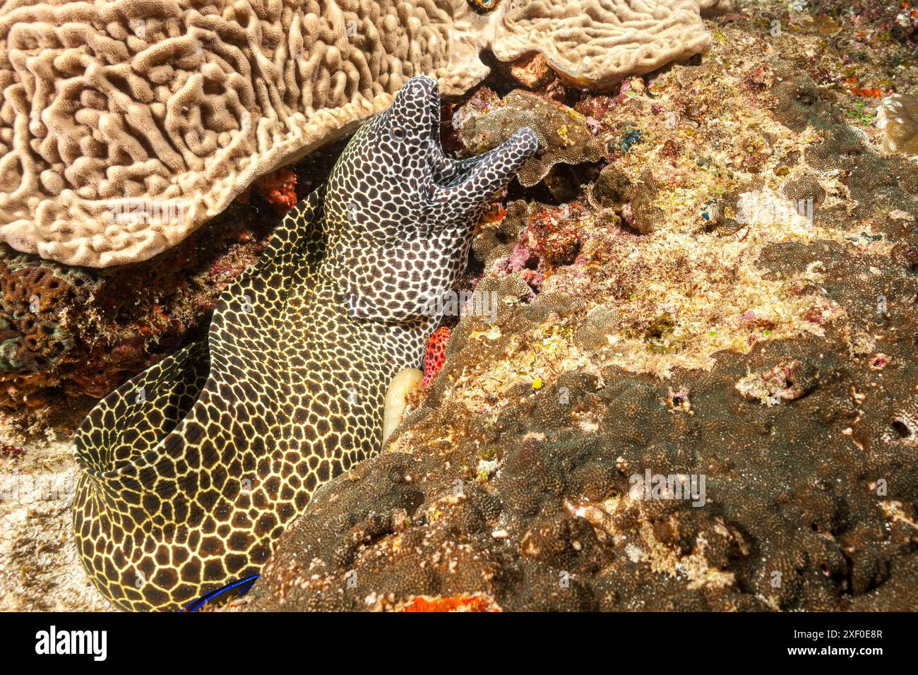 Mozambique, Inhambane, Tofo, Laced, Honeycomb Moray Eel (Gymnothorax ...
