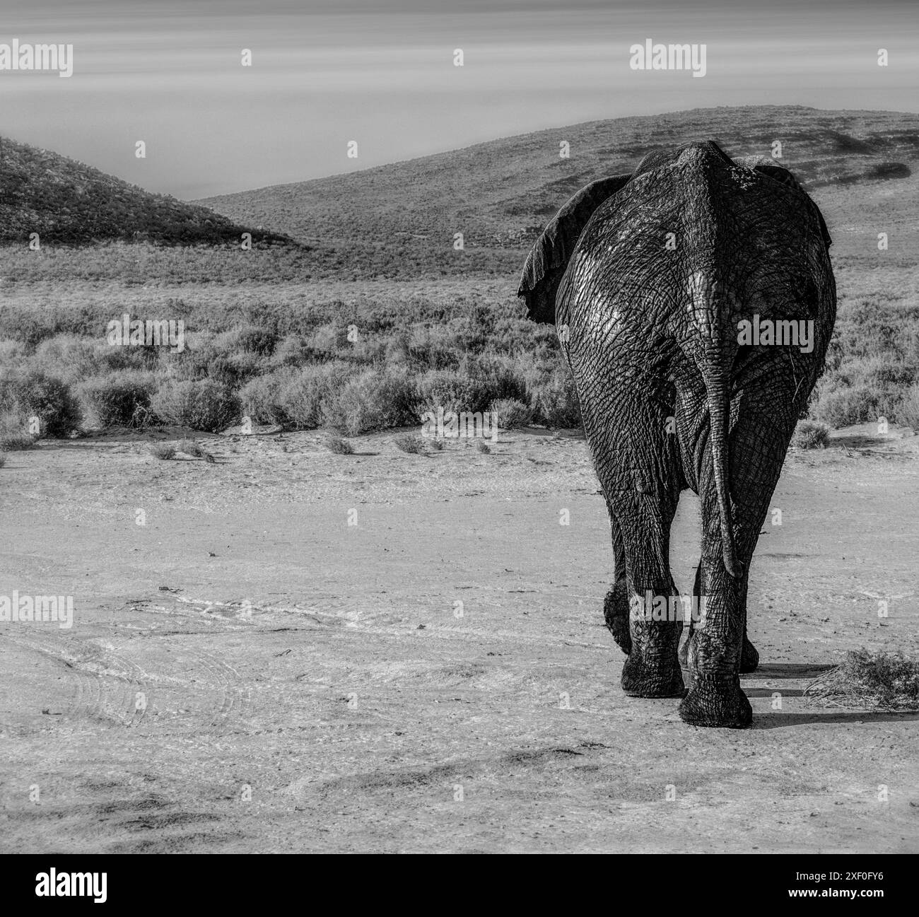 Lone elephant roaming in the plains of Africa Stock Photo - Alamy