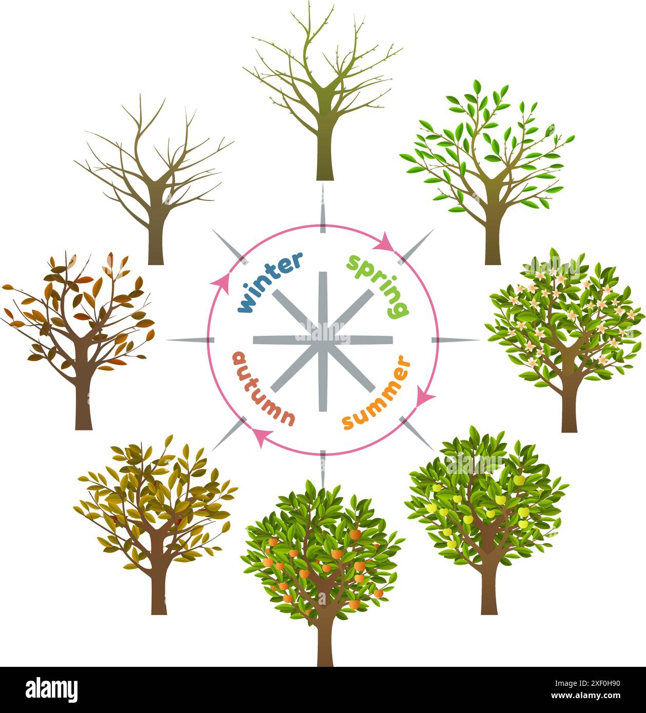 Tree with roots and fruit Stock Vector Images - Alamy