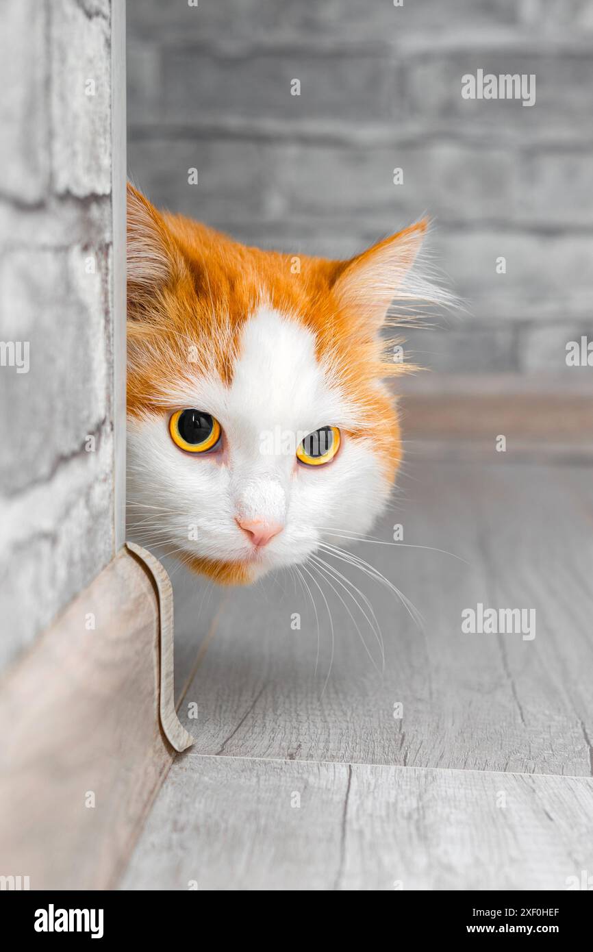 Domestic cats peeking around corner hi-res stock photography and images ...