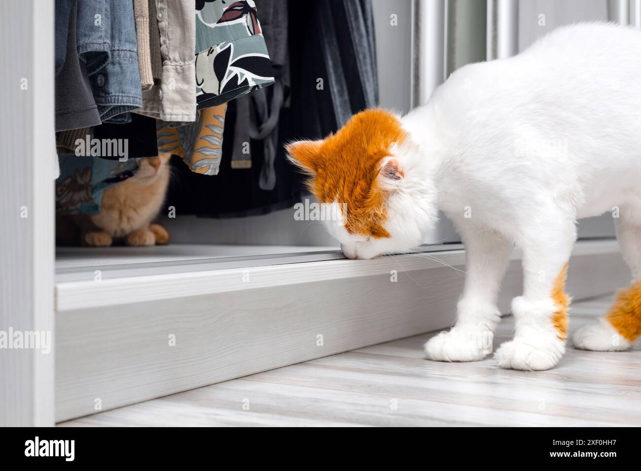 domestic cat looks into an open closet. cats play hide and seek. the ...