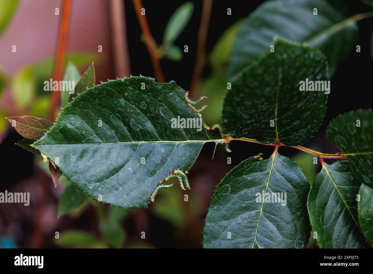 Close up photo of many Sawfly larvae eating the edges of Rose leaves ...