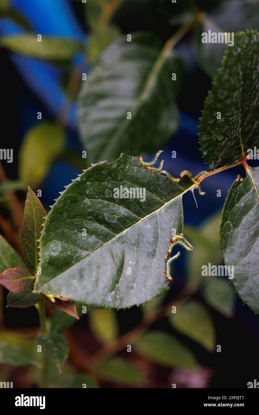 Close up photo of many Sawfly larvae eating the edges of Rose leaves ...