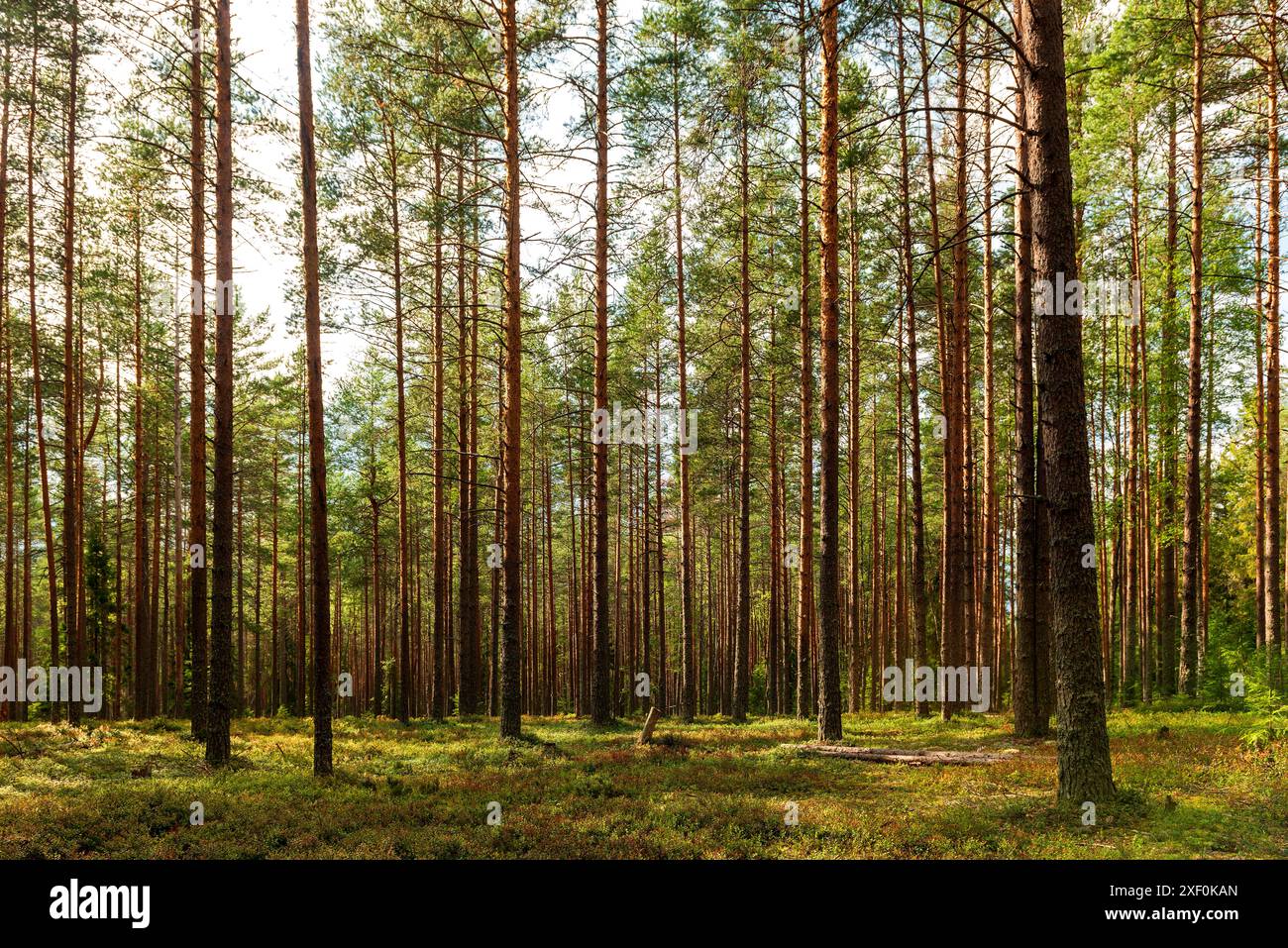 Forest pine trees glade in hi-res stock photography and images - Alamy