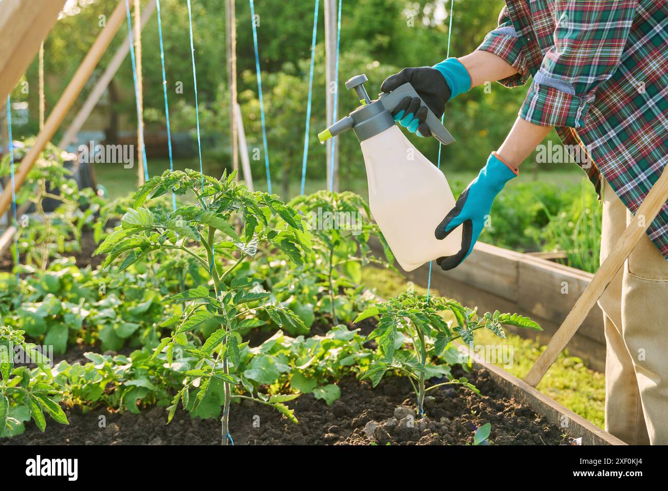 Hands with sprayer, spraying tomato plant bushes on wooden raised bed ...