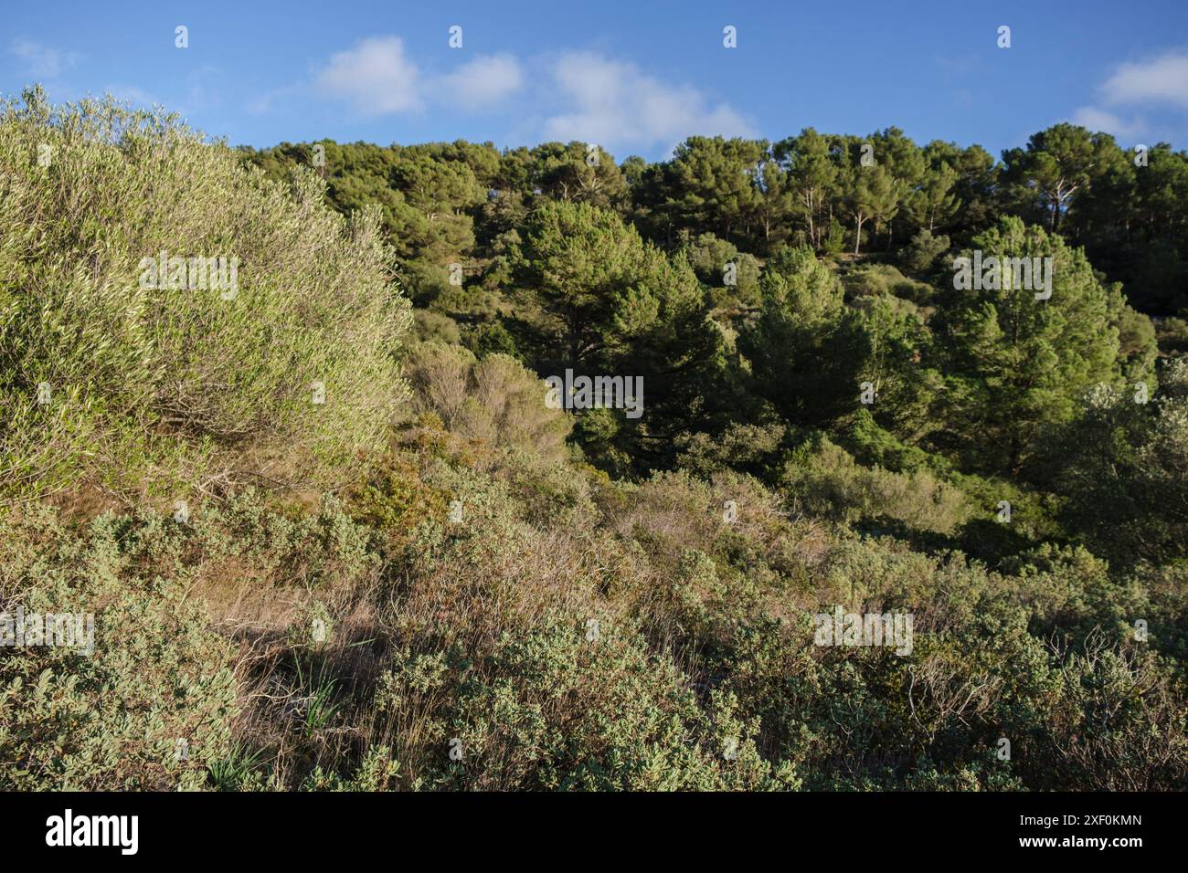 Mediterranean scrub, Puig de Randa, Algaida, Mallorca, Balearic Islands ...