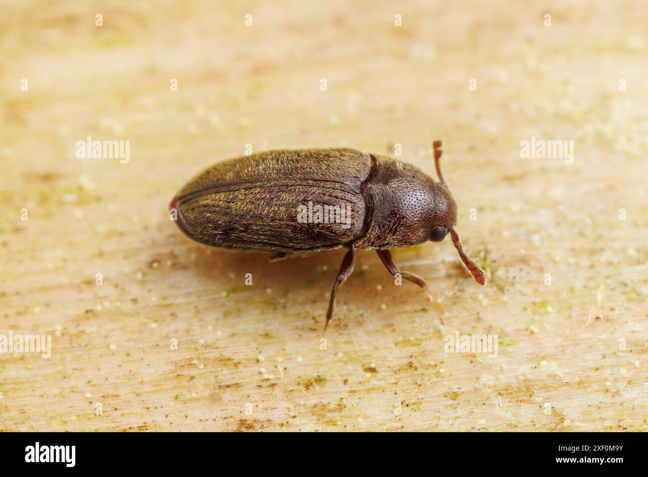 Trixagus hi-res stock photography and images - Alamy