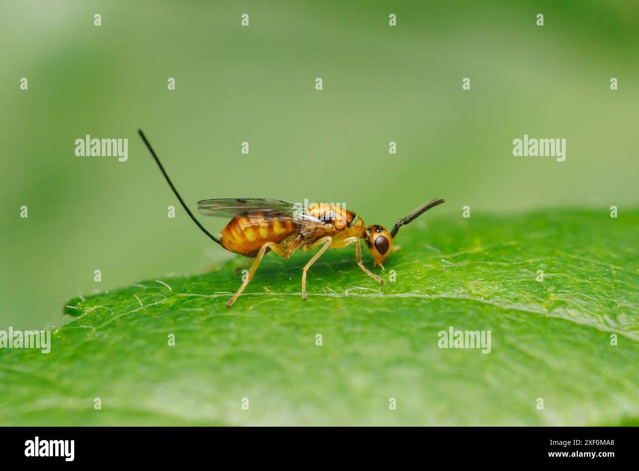Rose Hip Chalcidoid Wasp (Megastigmus aculeatus) - Female Stock Photo - Alamy