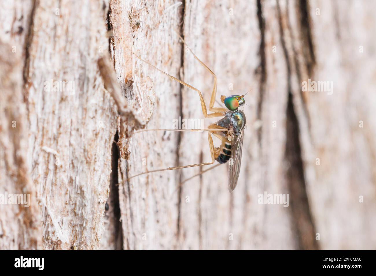 A male Long-legged Fly (Dactylomyia lateralis) perched on the side of a ...
