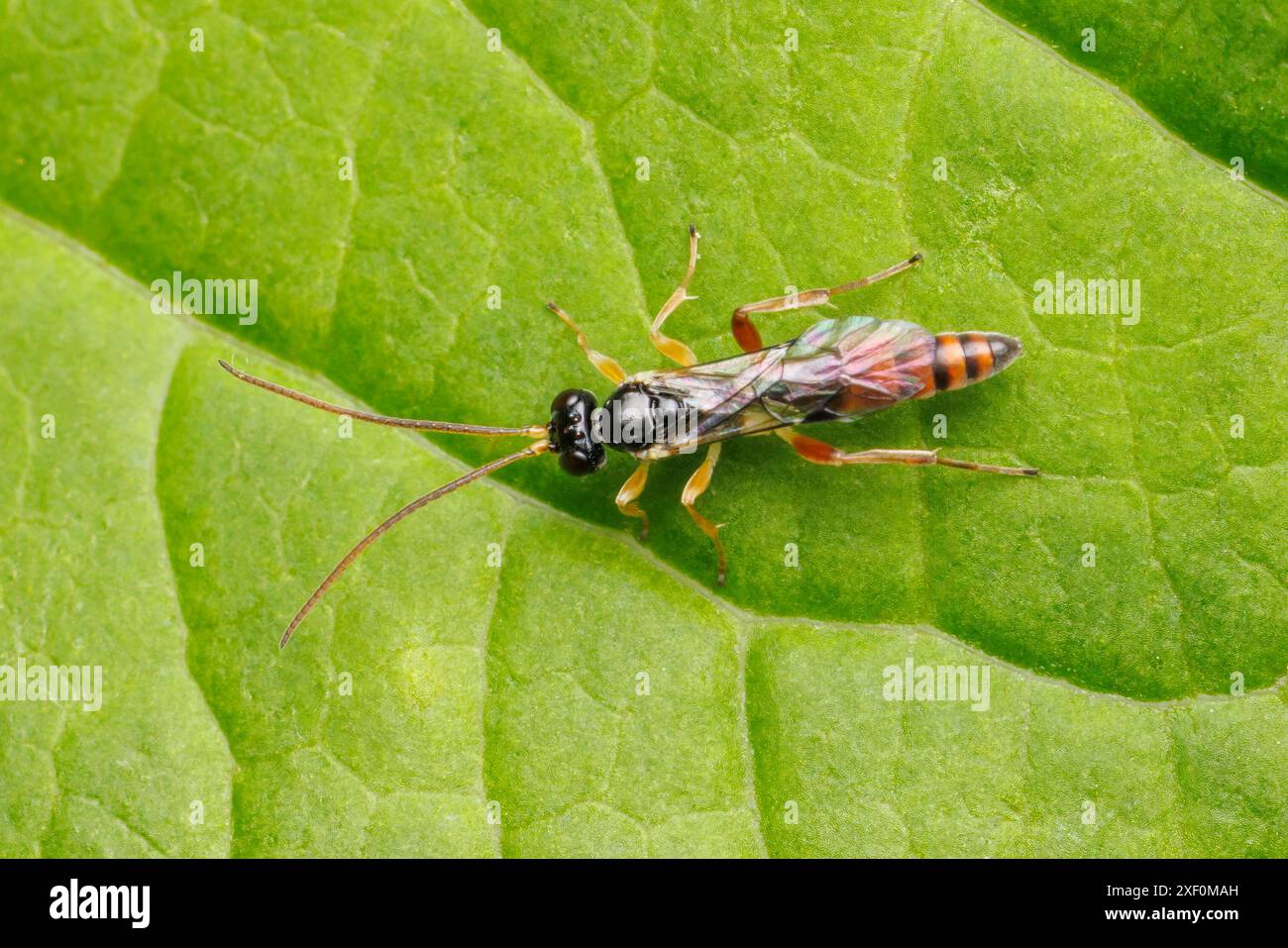 Hymenoptera wasp ichneumonidae hi-res stock photography and images - Alamy