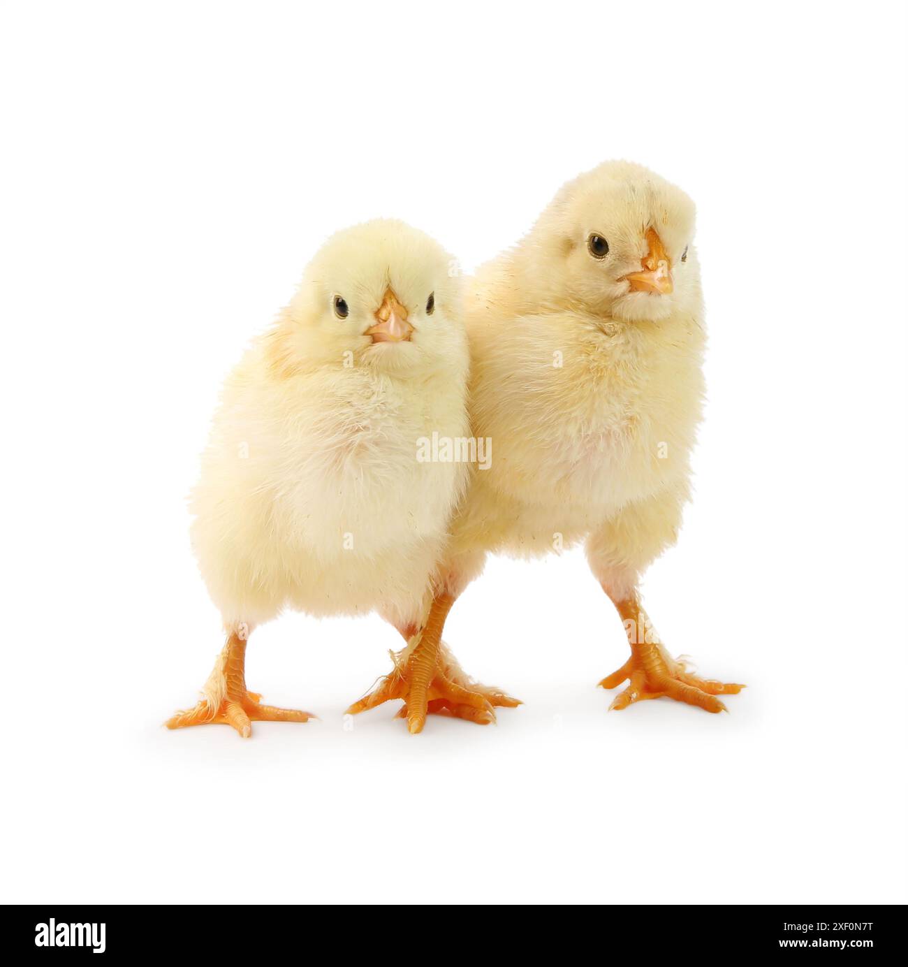 Cute chicks farm hi-res stock photography and images - Alamy