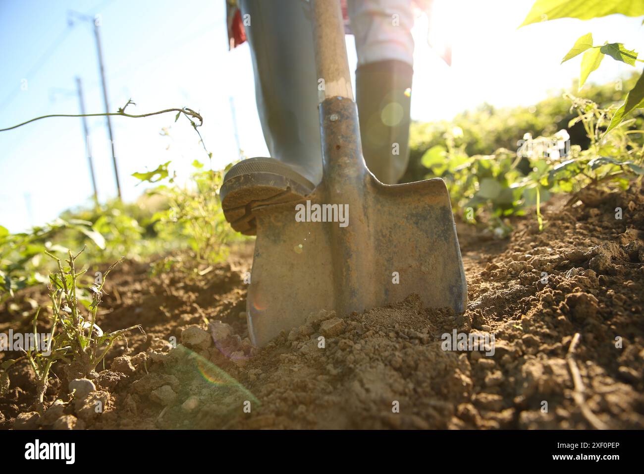 Woman digging soil on field hi-res stock photography and images - Alamy