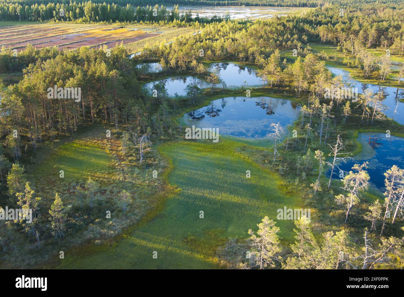 Estonian famous swamp Viru in summer day, aerial view drone photo Stock ...