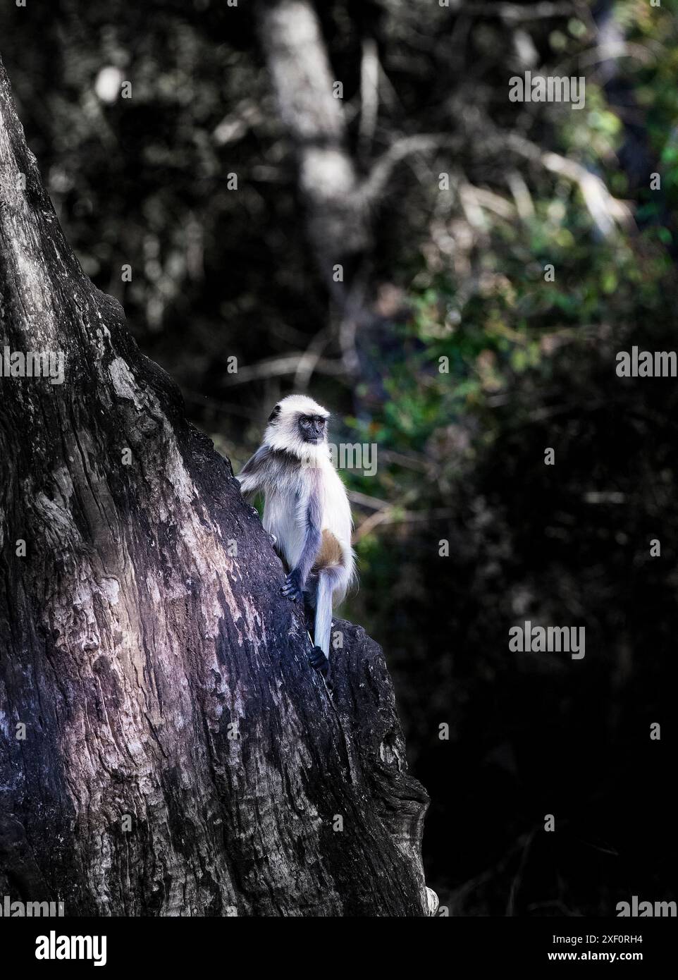 Malabar Sacred Langur or Black Footed Langur, Semnopithecus hypoleucos ...