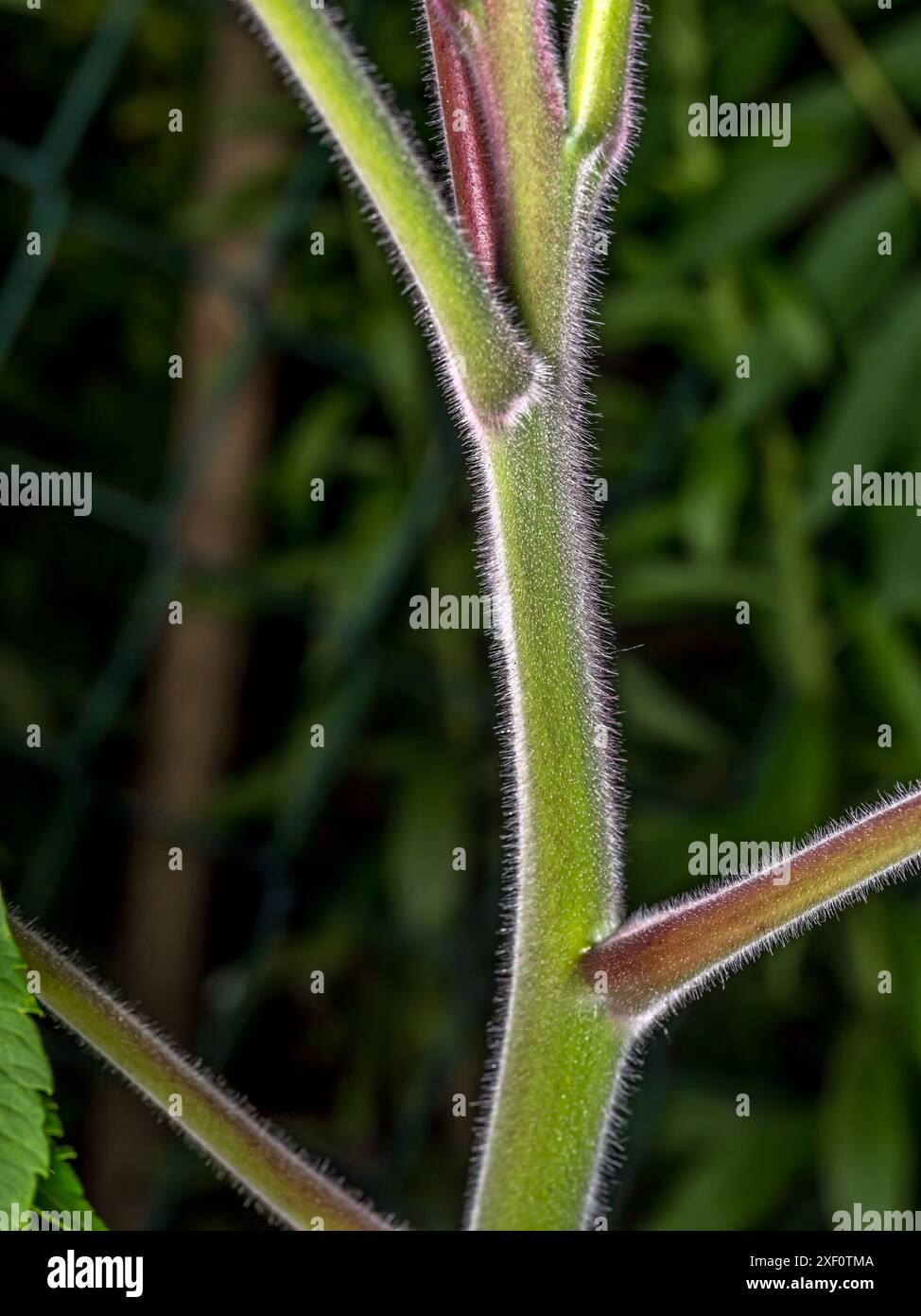 Sumac tree hi-res stock photography and images - Alamy