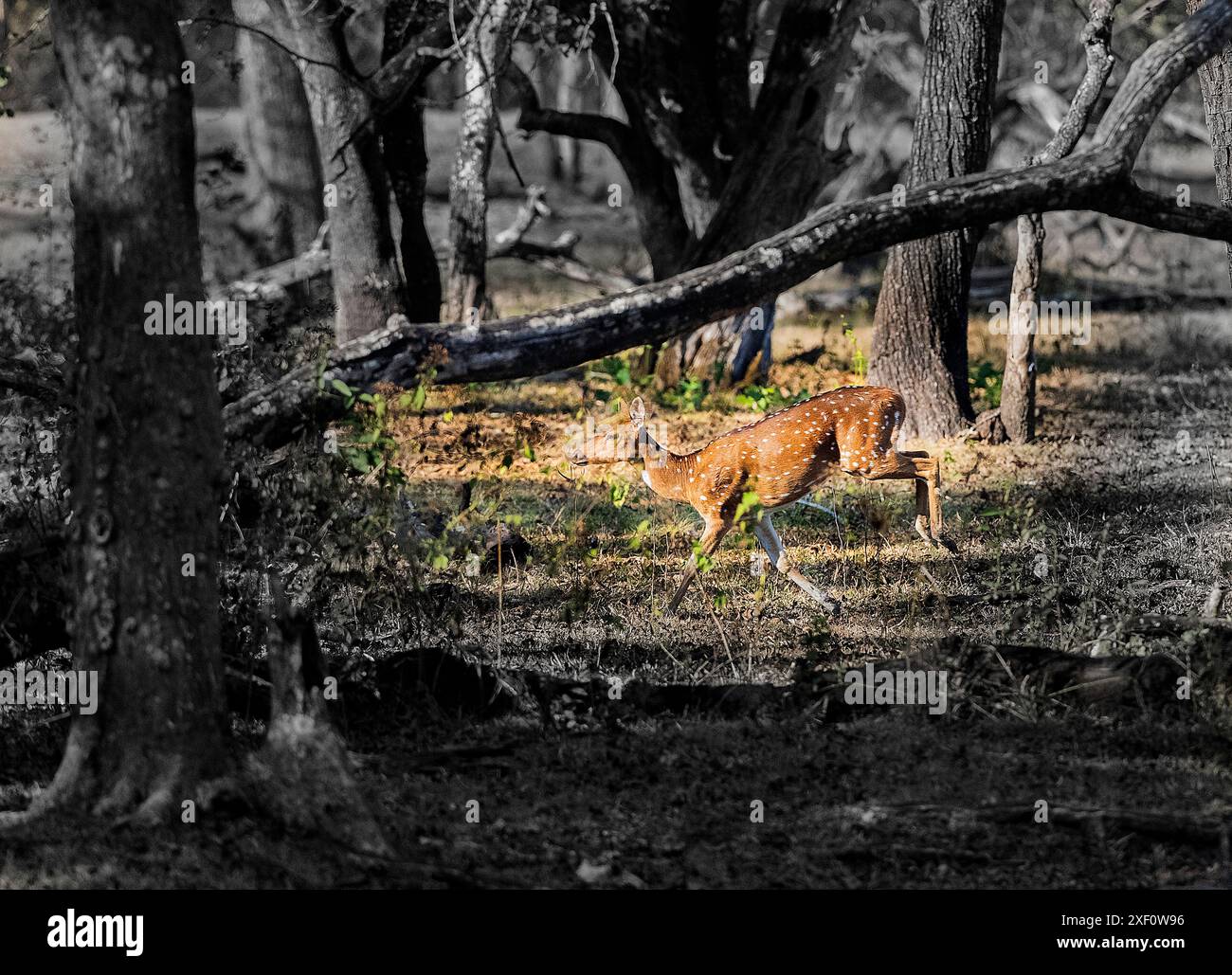 Chital running hi-res stock photography and images - Alamy