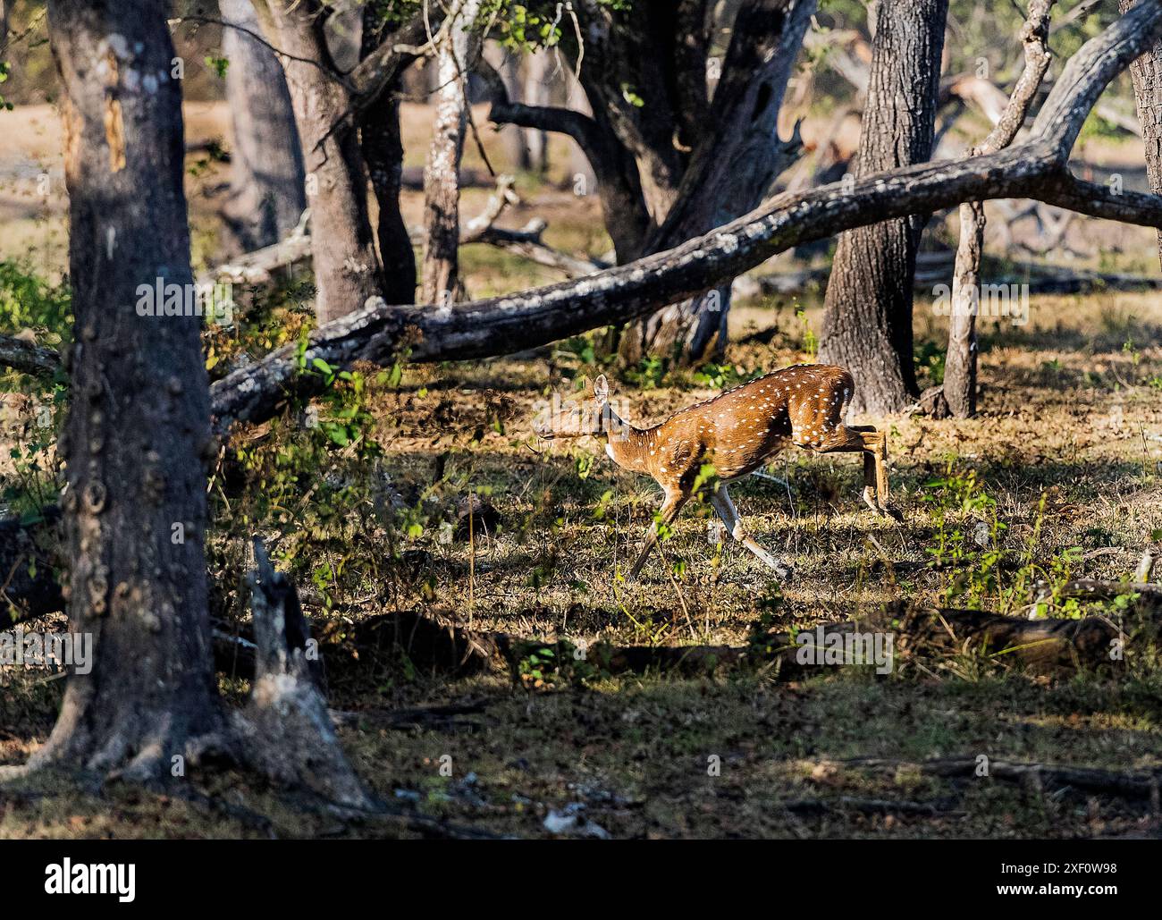 Chital running hi-res stock photography and images - Alamy