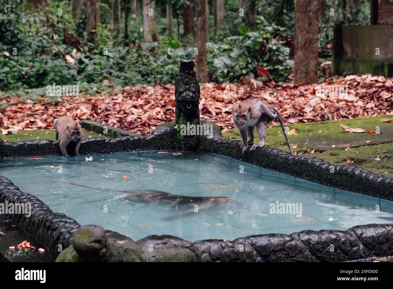 Monkeys enjoying a bath in the forest in Bali Stock Photo - Alamy