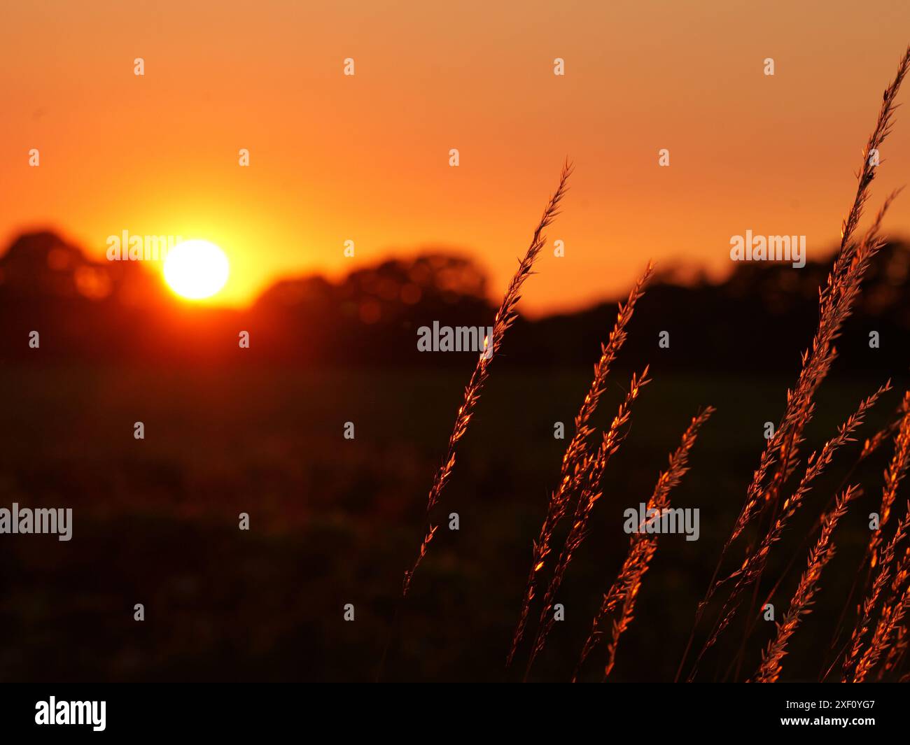 View of grasses captured in the backlight of a setting sun, glowing ...