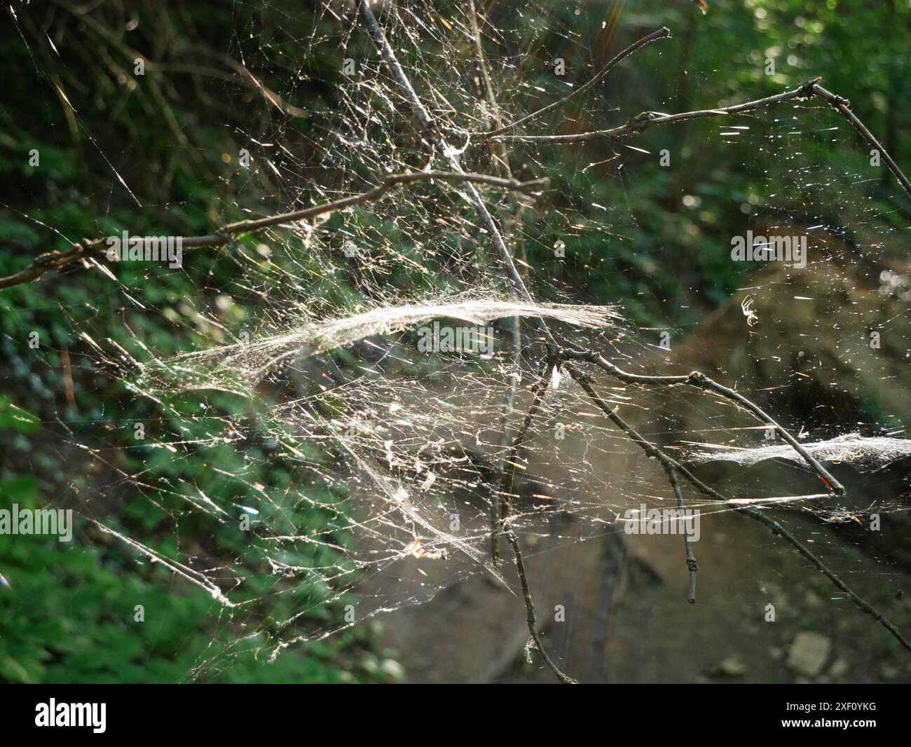 Spider webs - Spider webs glowing in the sunlight, stretched like a felted roof between the ...
