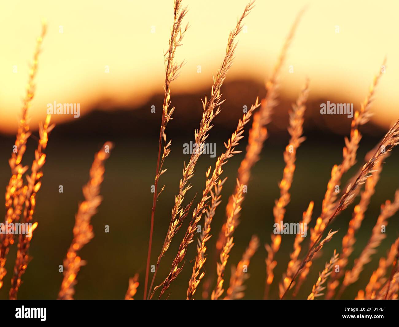 Grasses backlight - Grasses captured in the backlight of a setting sun ...