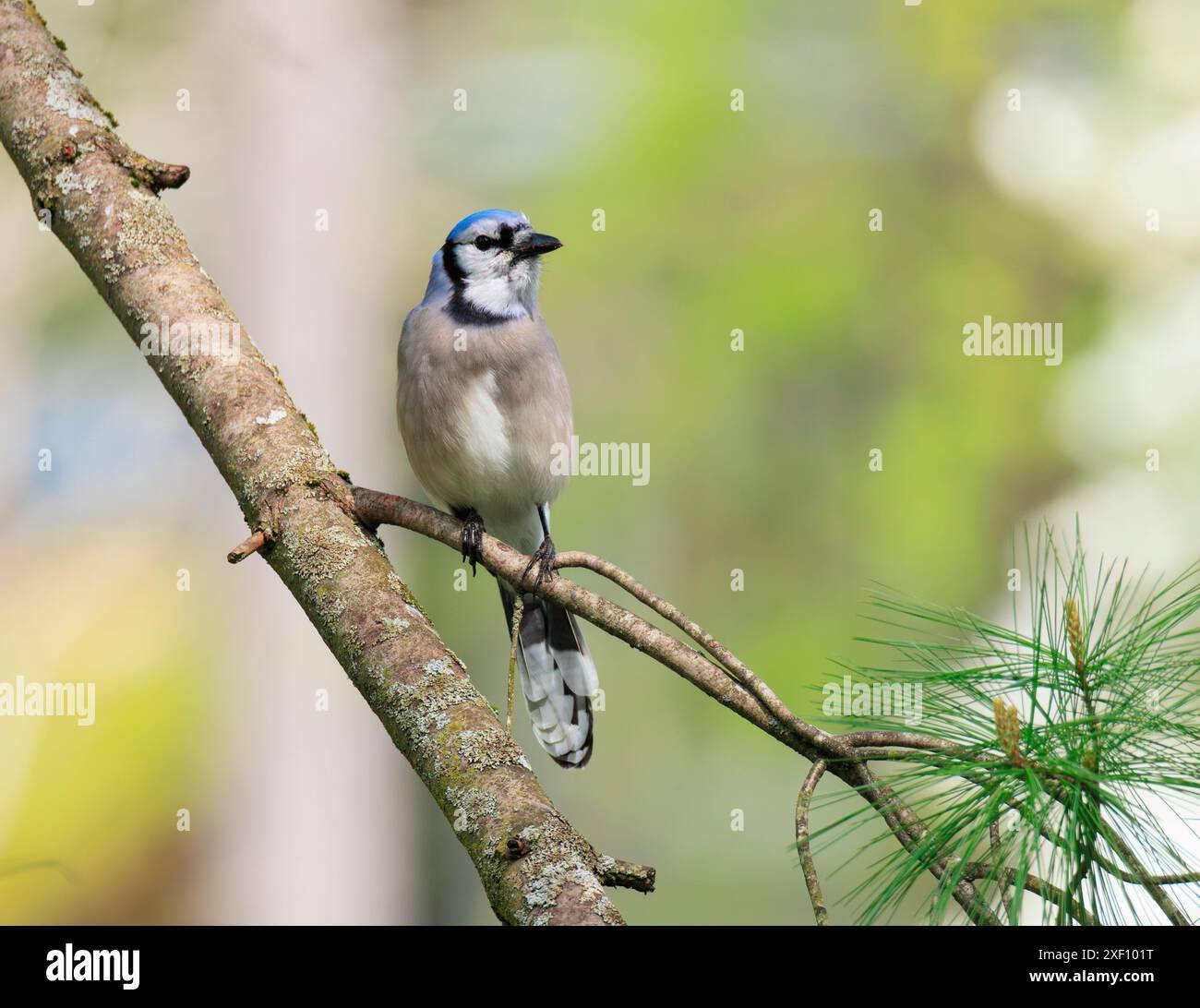 Blue jay flying hi-res stock photography and images - Alamy