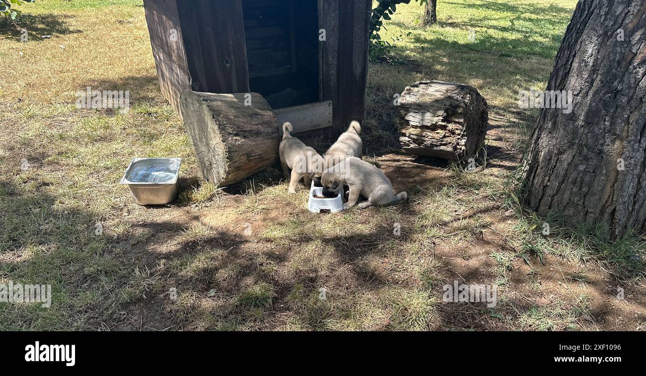Sivas Kangal dog puppies eating food. Cute puppies in the garden Stock ...