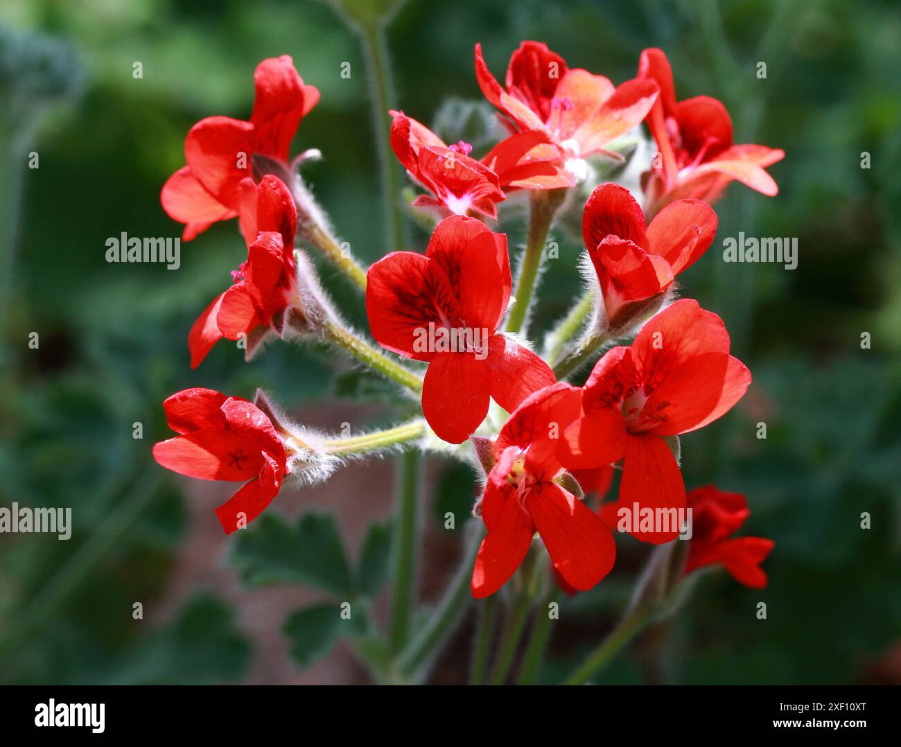 Pelargonium ignescens, Geraniaceae. One of the earliest hybrids of P ...