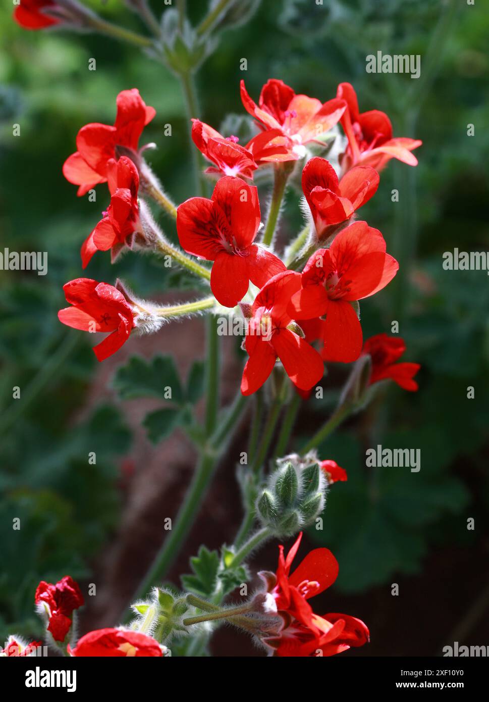 Pelargonium ignescens, Geraniaceae. One of the earliest hybrids of P ...