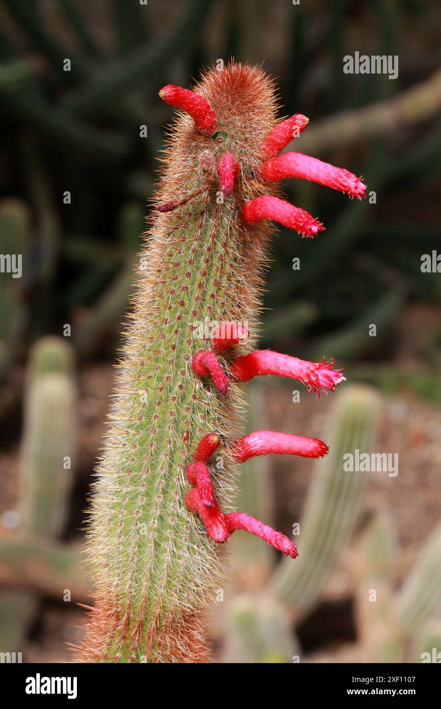 Cactus, Cleistocactus hyalacanthus, syn. Cleistocactus tarijensis ...