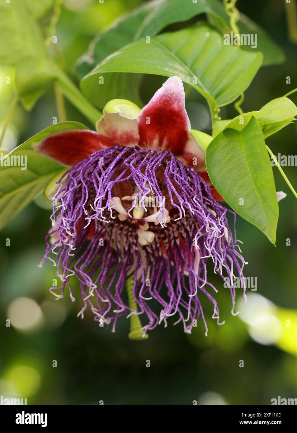 Passion Flower, Passiflora quadrangularis, Passifloraceae. Aka Giant or ...