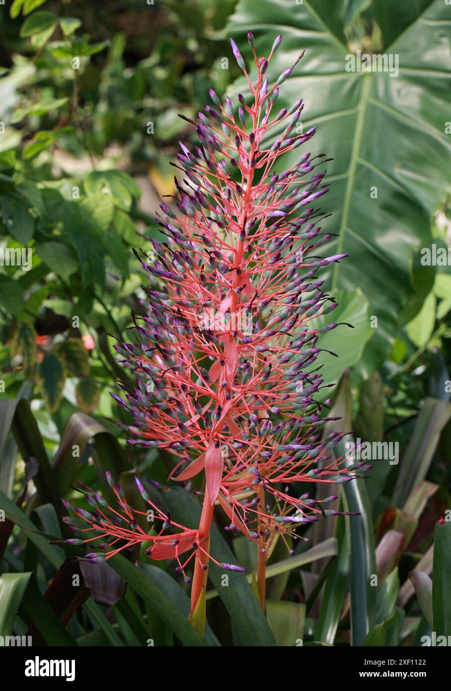 Bromeliad, Portea petropolitana, Bromeliaceae. Southeast Brazil (to ...