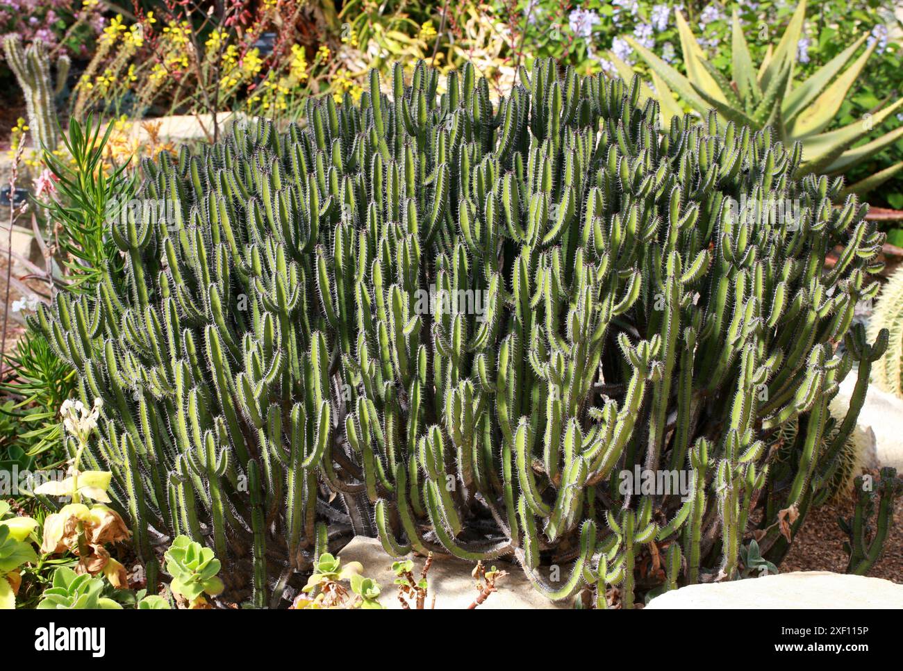 Fish Bone Spurge, Fish Bone Cactus or Fish Bone Thistle, Euphorbia ...