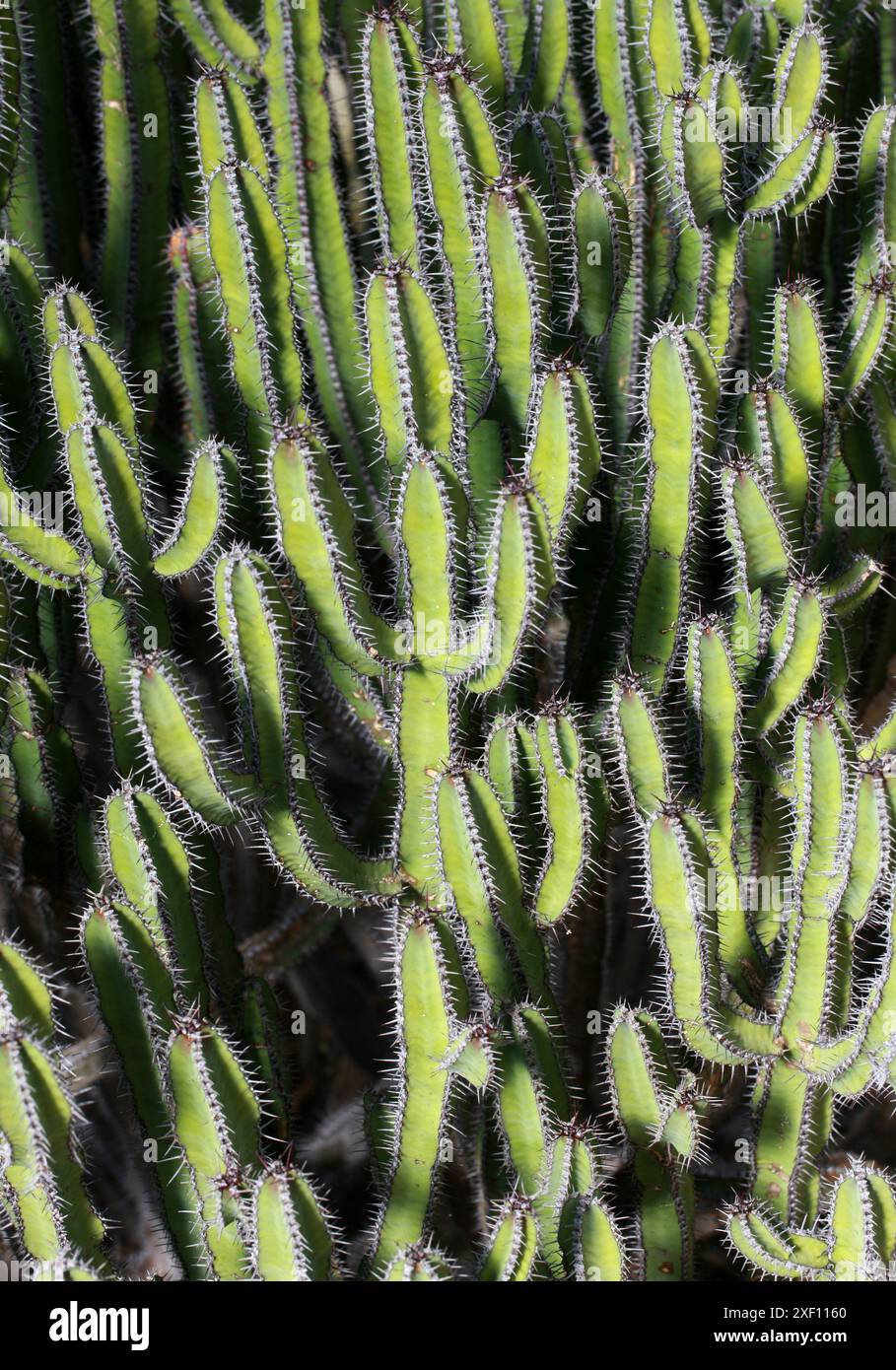 Fish Bone Spurge, Fish Bone Cactus or Fish Bone Thistle, Euphorbia ...