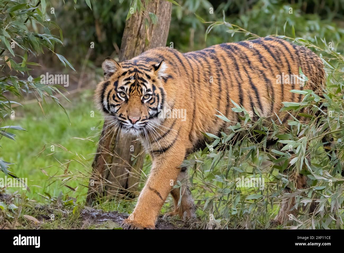 Tiger fur sumatra cat hi-res stock photography and images - Alamy