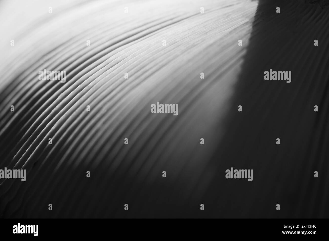 Dynamic optical line art Black and White Stock Photos & Images - Alamy