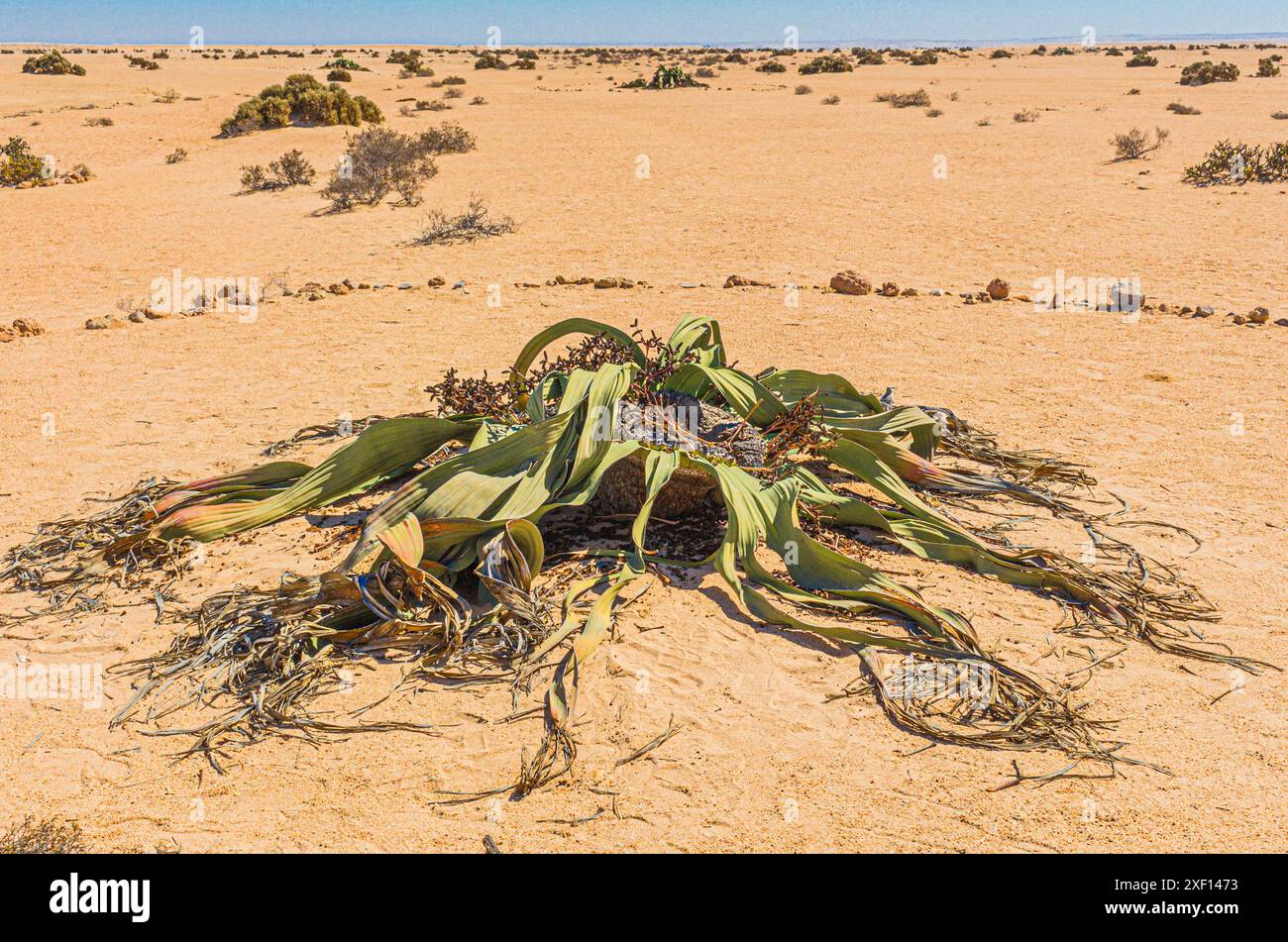 The Welwitschia Mirabilis is a plant which is endemic to the Namib ...