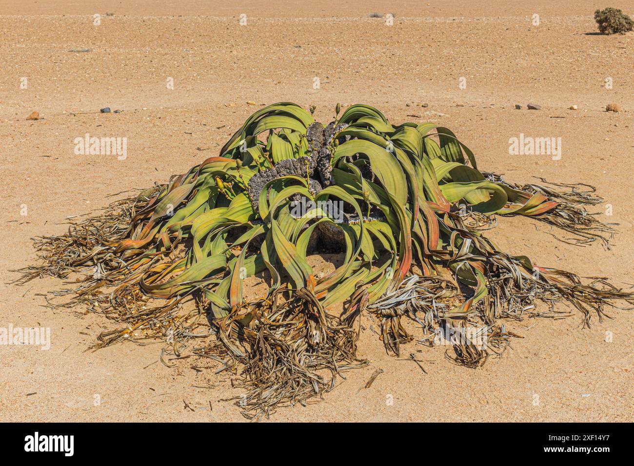 The Welwitschia Mirabilis is a plant which is endemic to the Namib ...