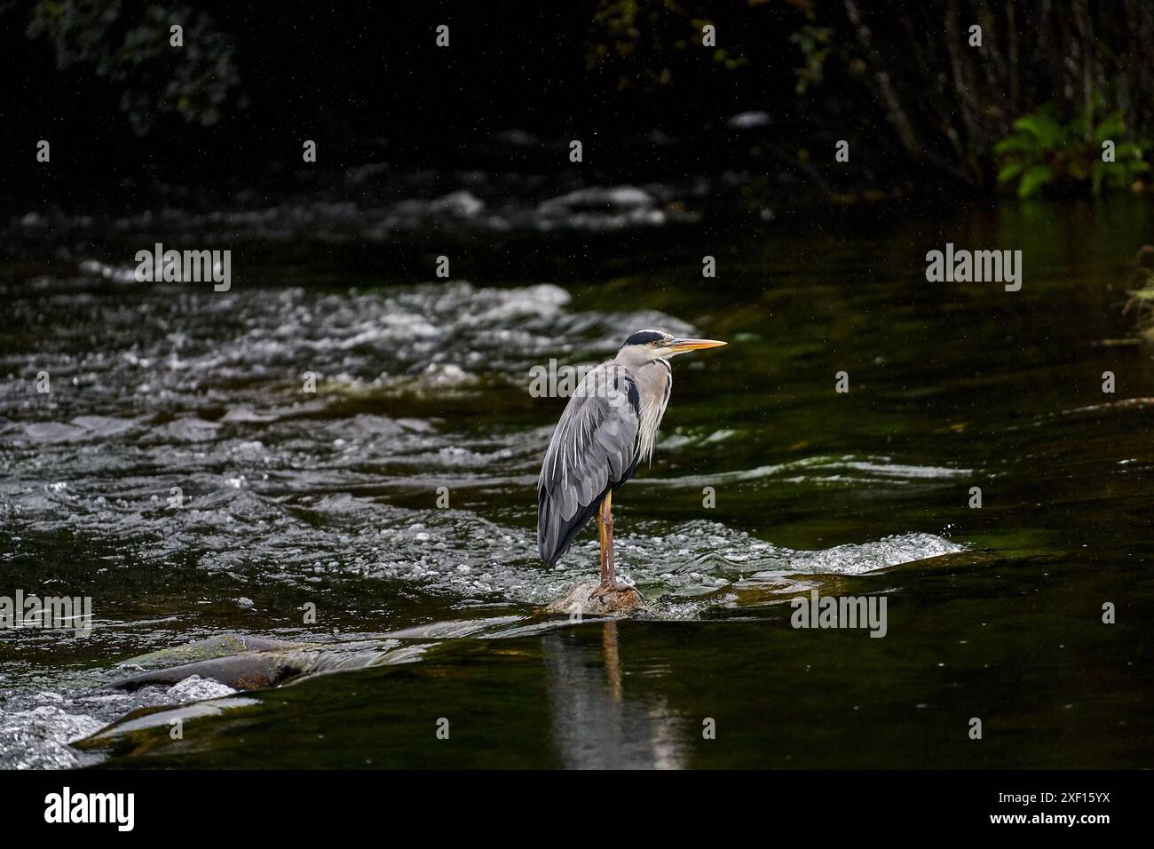 Irish crane hunting on the river Stock Photo - Alamy
