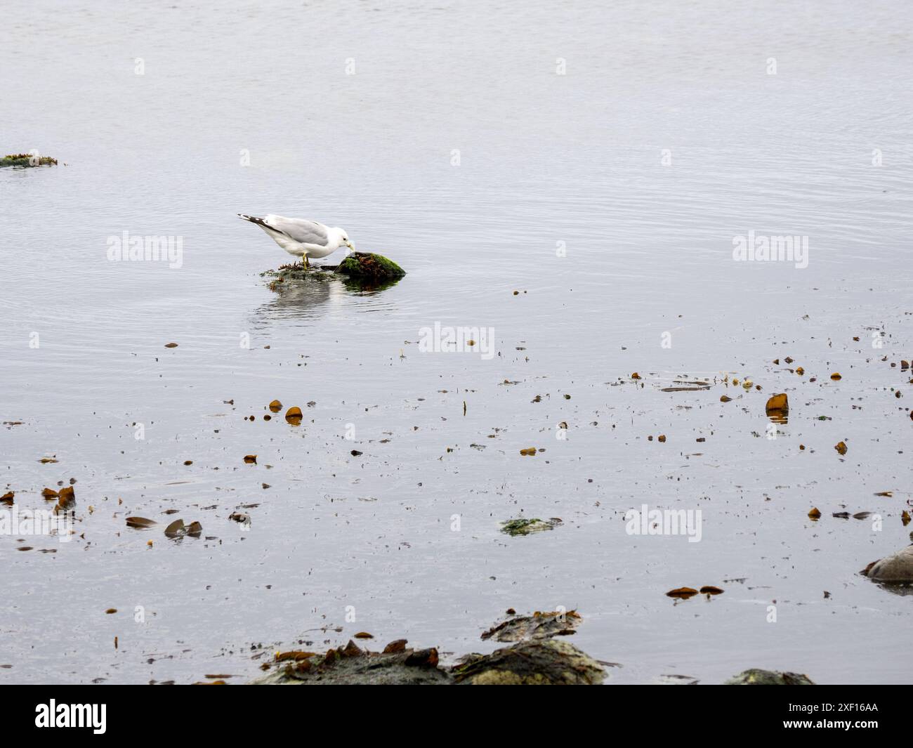Norwick beach, Unst isle, Shetland, UK Stock Photo - Alamy