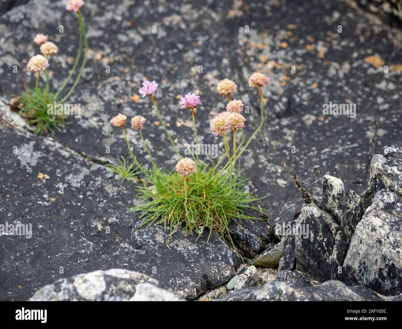 Norwick beach hi-res stock photography and images - Alamy
