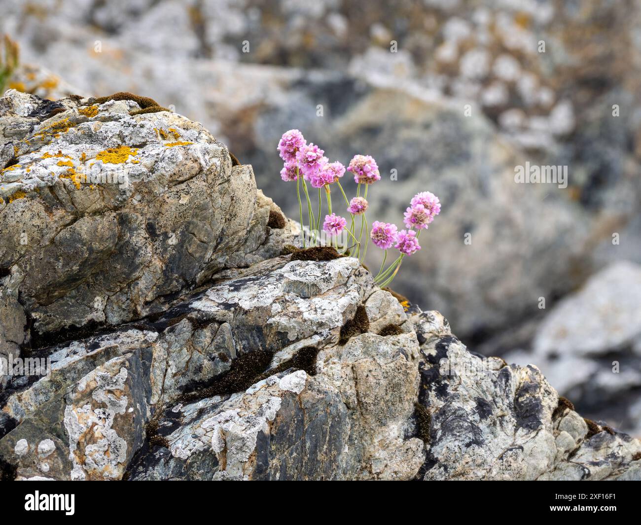 Isle of unst hi-res stock photography and images - Alamy